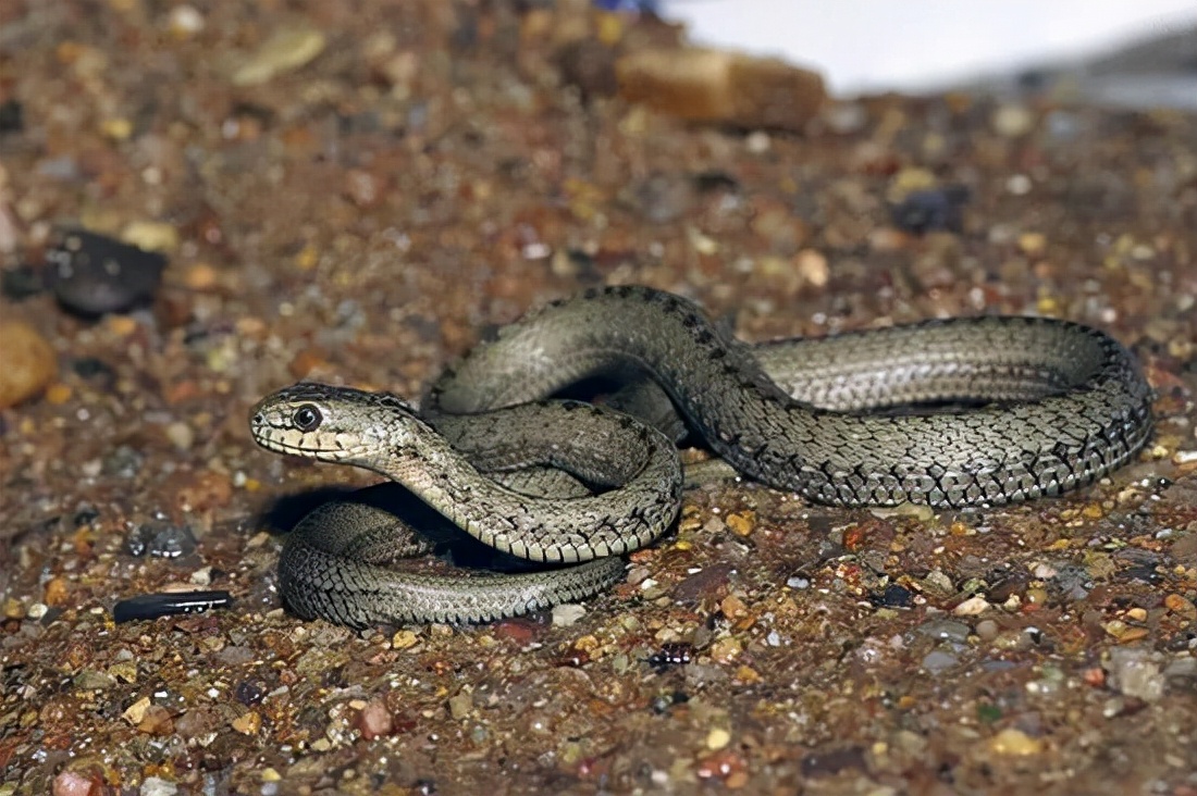 Hot Spring Snake: "Survivor" in Adversity! Unique to China?Only ...