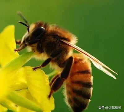 If humans are like a bee society, should they choose to be male or ...