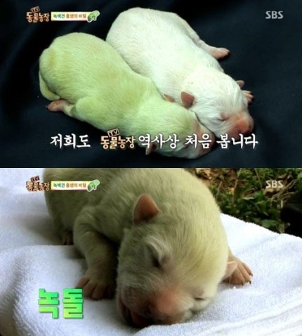 Why are there no green-skinned mammals?It's not that animals don't want ...