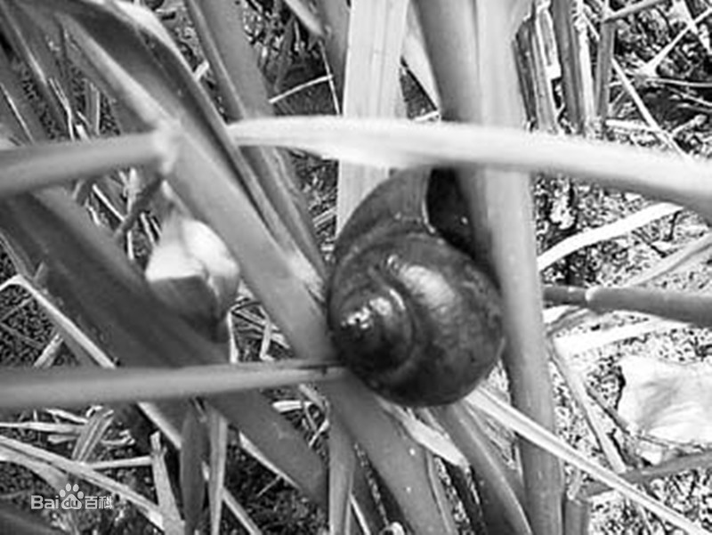 The origin of the name "Super Encyclopedia 1435" and "Fu Shou Luo"? - iNEWS