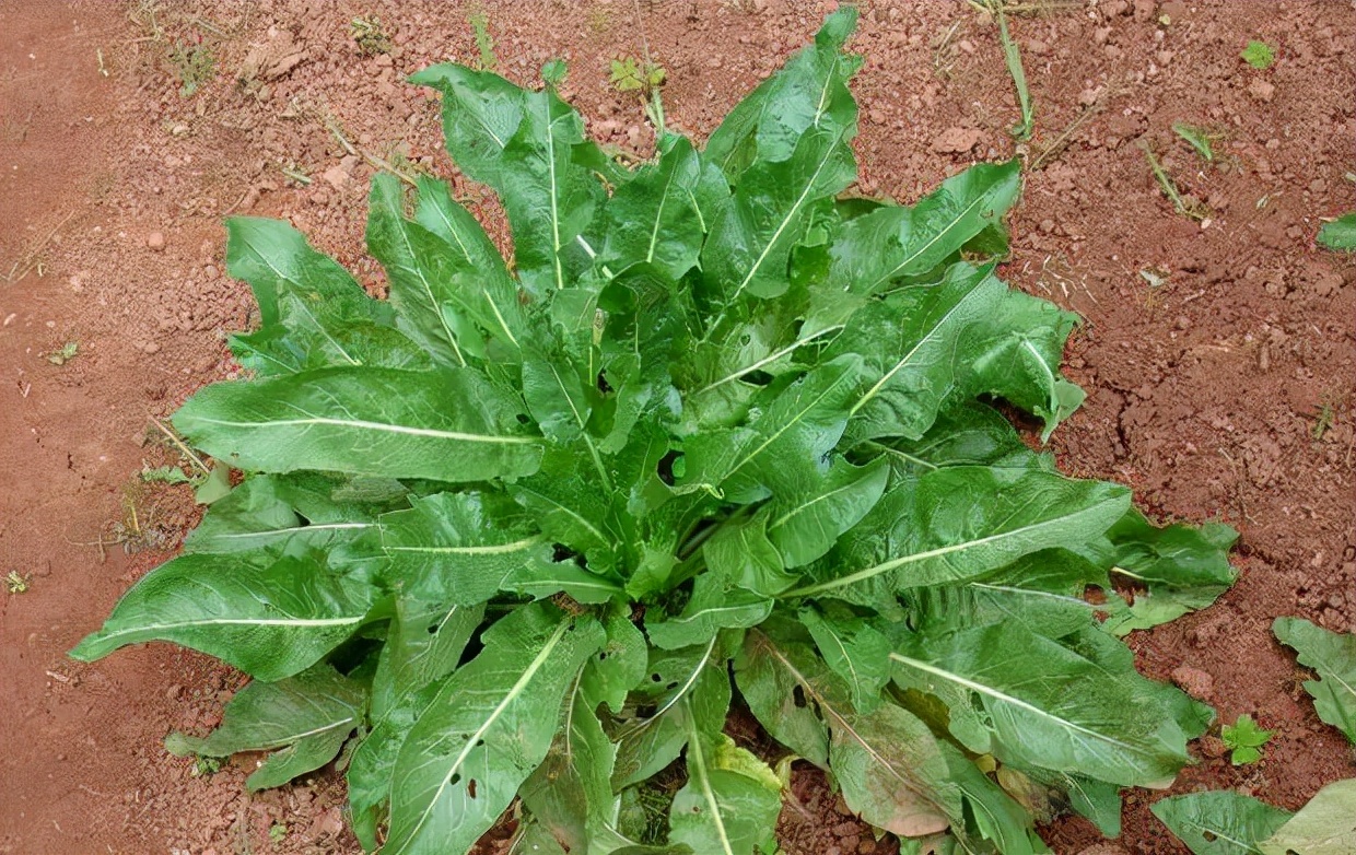 Can you eat the essential medicine "Banlangen" at home?Many people don ...