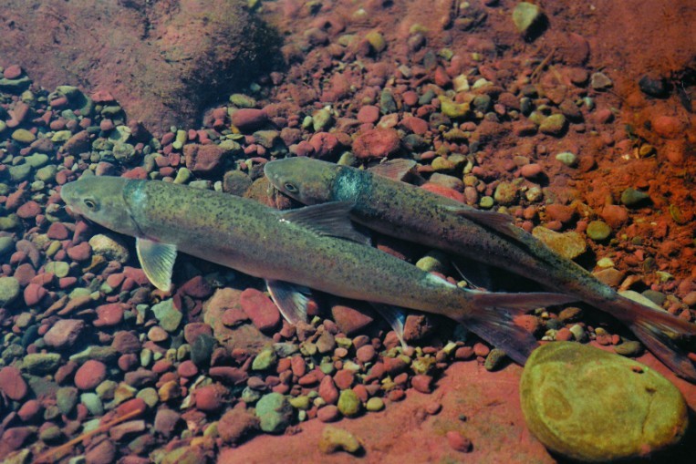 The unique fish in Ya'an, Sichuan is known as the three must-sees in Ya ...