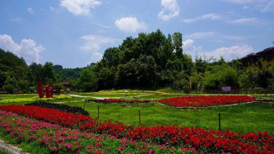 Good news, the crape myrtle flower in Yingshan is stunningly blooming ...