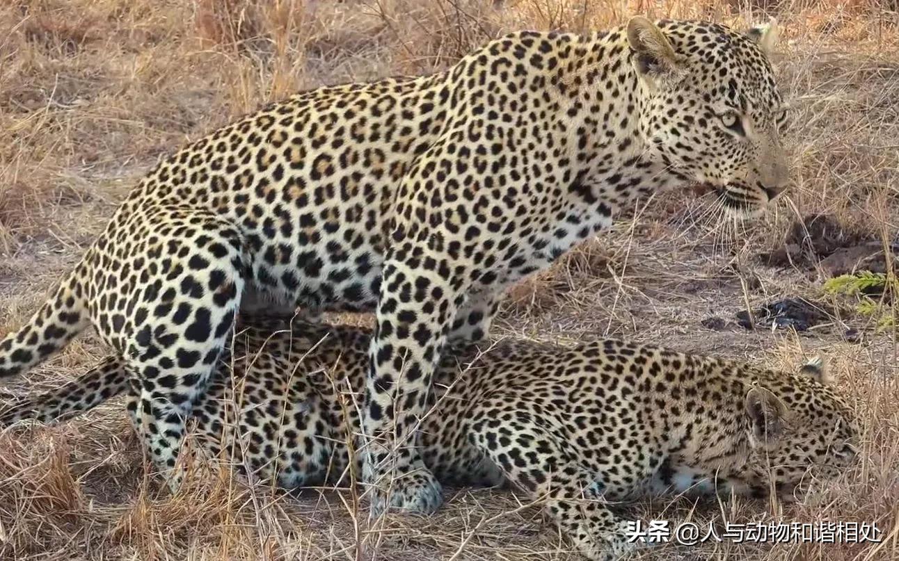Why would a male leopard kill a baby leopard? - iNEWS