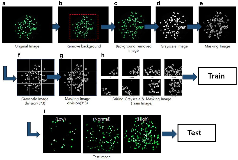 High-density cell counting error is reduced to 10%, based on U-Net deep learning three ...