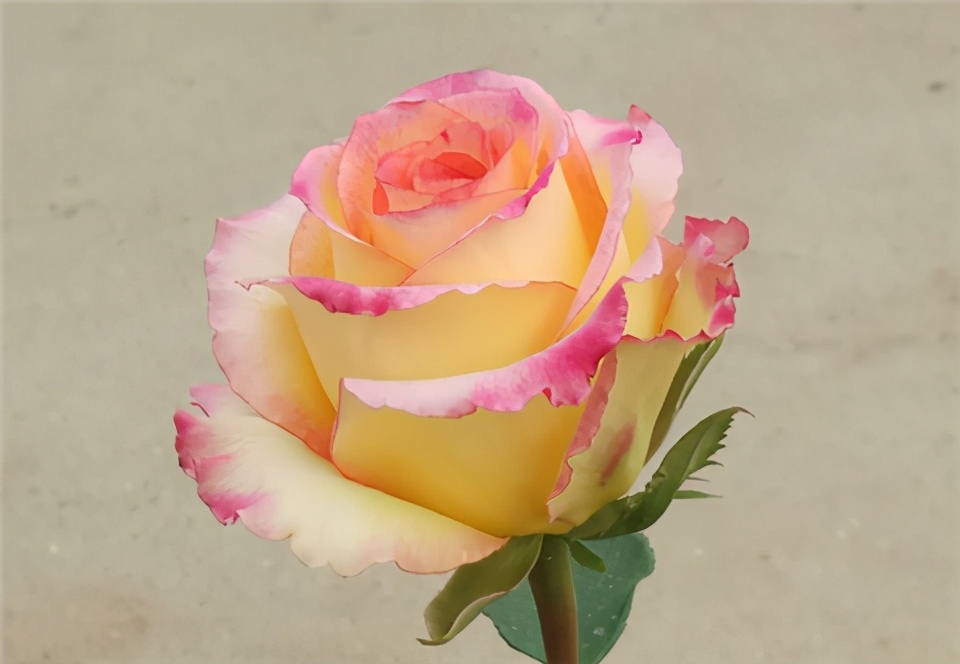 The "most expensive" rose flower, with large flowers, bright colors and ...