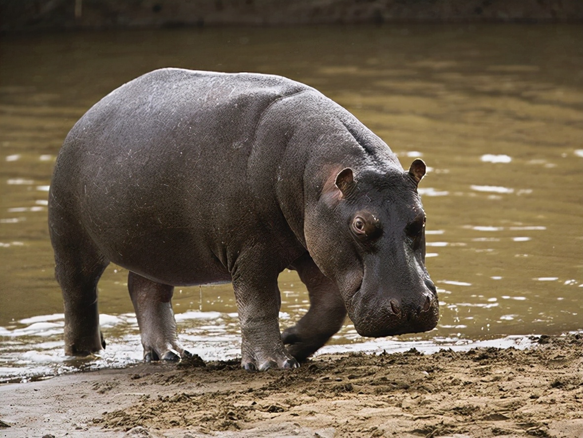 How terrible is hippopotamus feces?With an average daily defecation of ...