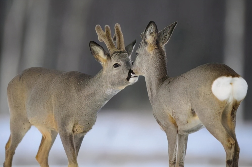 How silly is the "silly roe deer" of the Northeast sacred beast? Why is ...
