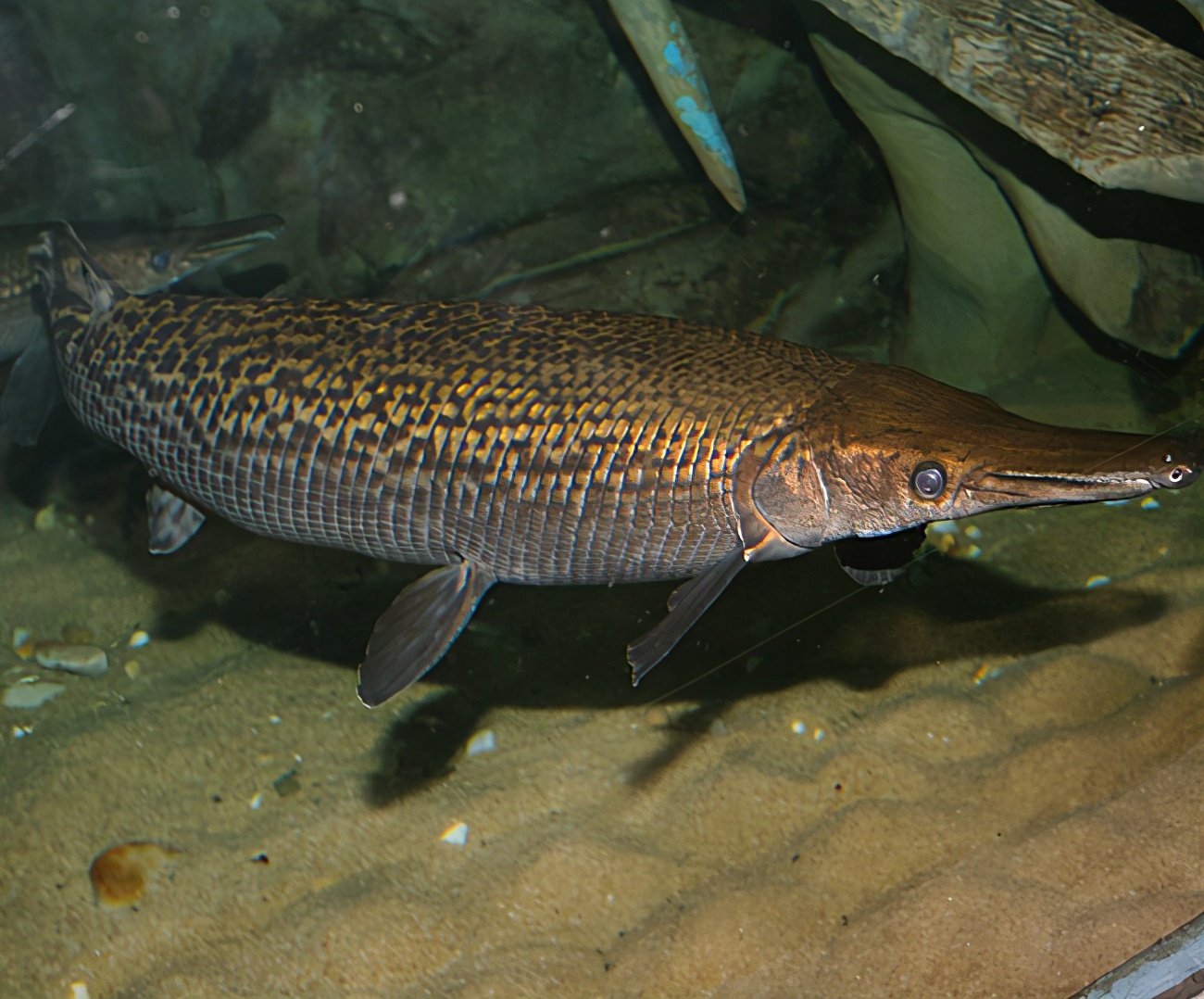 The crocodile gar invaded Guangdong, the Cantonese who love to eat fish ...