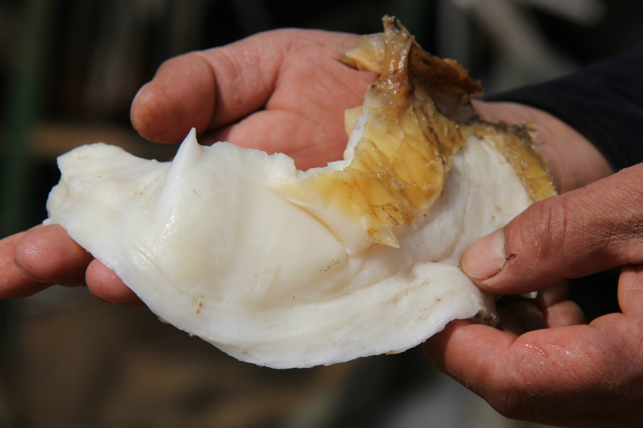 According to legend, what is the "thing" after eating the immortal Tai ...