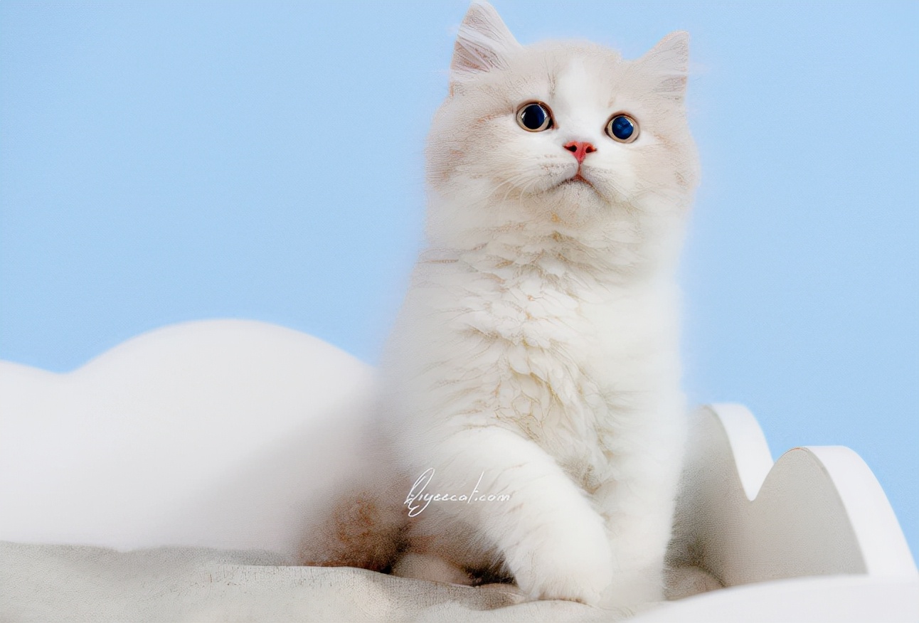 Why do male cats have to grow barbs to scratch females?What is the ...