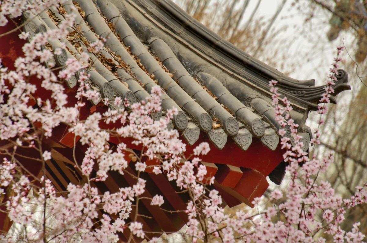 Walking in the spring of Tang poetry and Song lyrics, listening to the ...