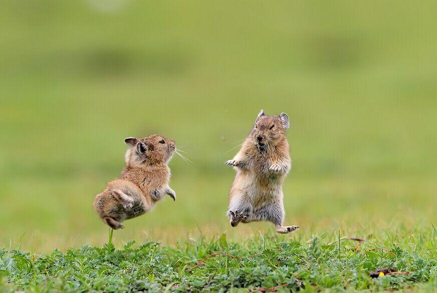 The pika, which is unique to the Qinghai-Tibet Plateau, does not ...
