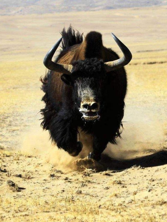 Tibetan bison, the overlord of the Qinghai-Tibet Plateau: easily topped ...