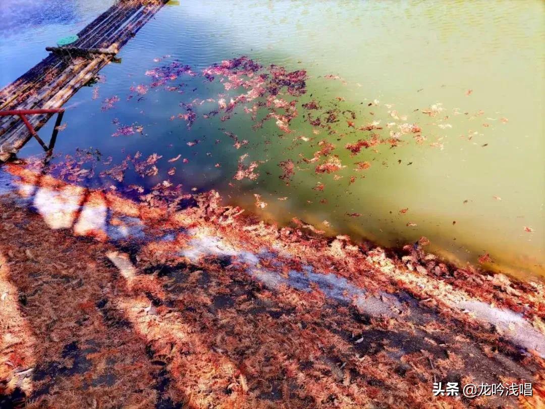 Qilu early winter meditation - iNEWS