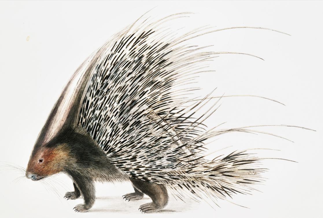 Shanhaijing, the hero of the beasts\pig with thorns on its body - iNEWS