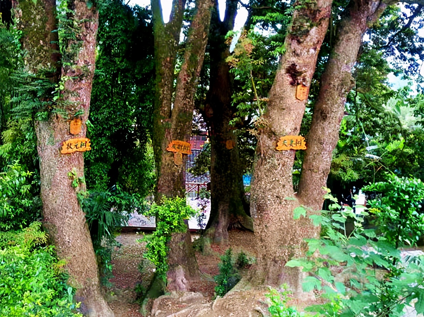 Phoebe is the best among trees, the price of wood is very expensive ...