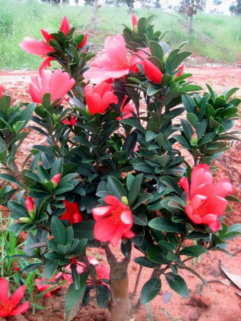 Giant panda in the plant kingdom-Rhododendron red camellia - iMedia