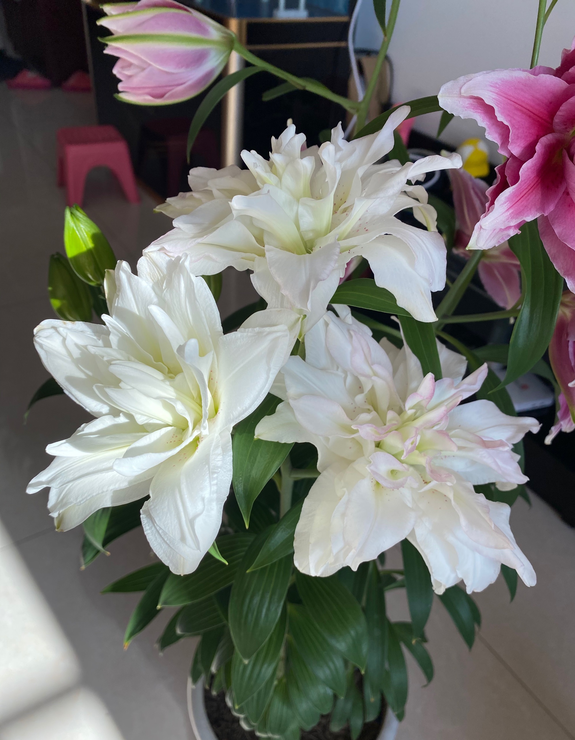 Double-petaled lily "Snowboard"—the flowers are big and beautiful, and ...
