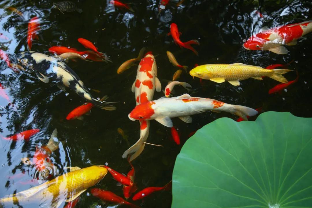 A mutant two-headed turtle appeared in Japan!Will there be any ...