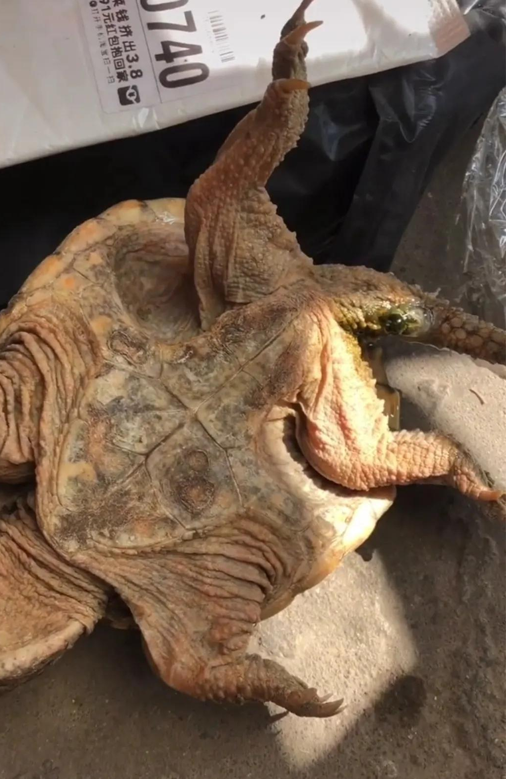 "Resurrected from the dead"! A snapping turtle in Guangxi fled for a ...