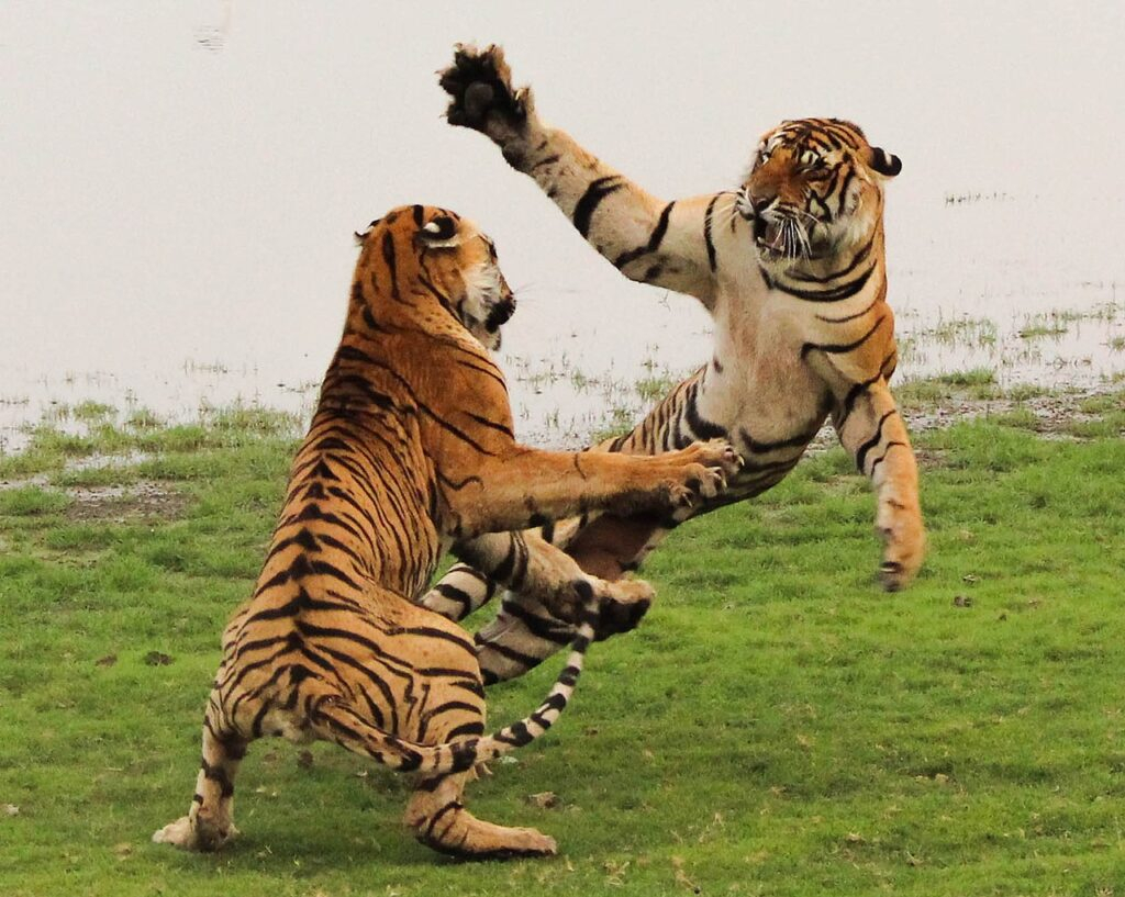 Demystifying the secret behind "Let the Tiger Go Back to the Mountain ...
