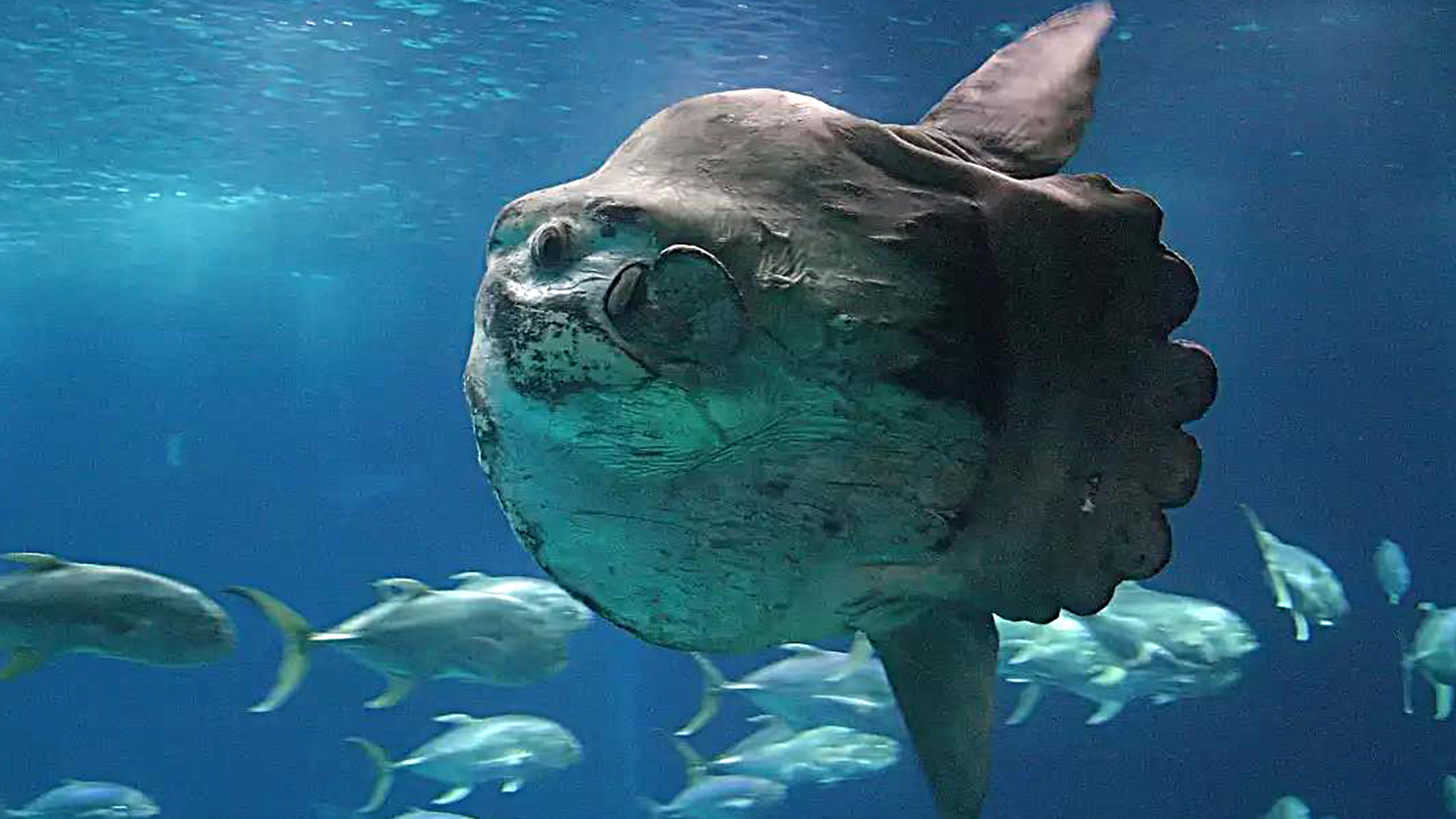 The sunfish, whose body is indifferent even after being eaten, relies ...