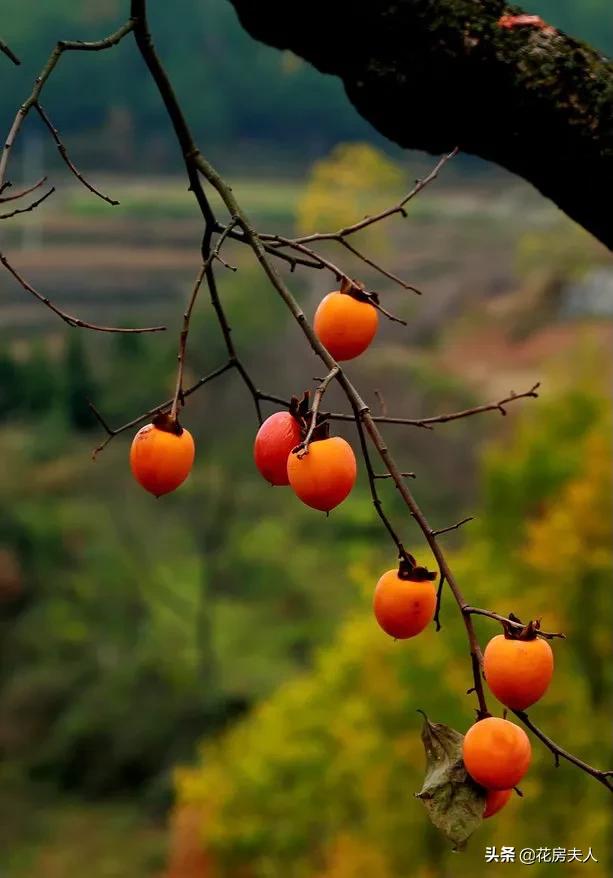 The most beautiful persimmon red - iMedia