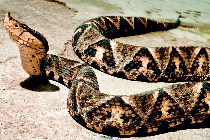 The most feared snake in Asia, the five-step snake, is it really ...