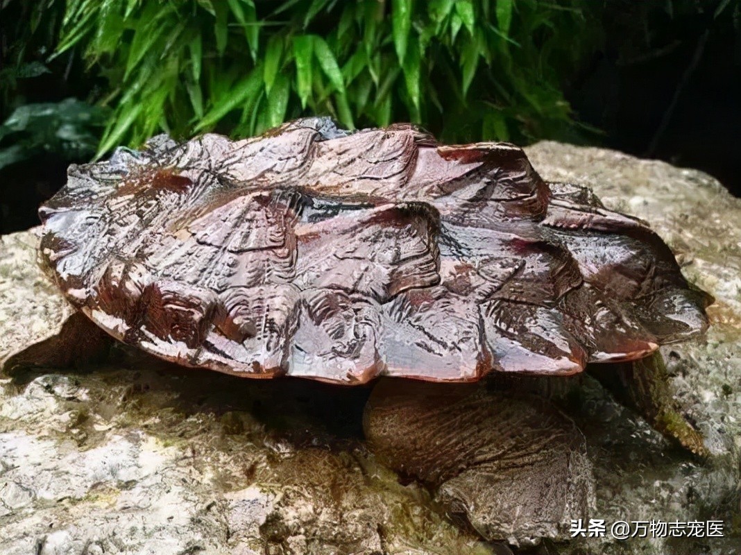 An army of alien pets is coming. Do you know all these common pet ...