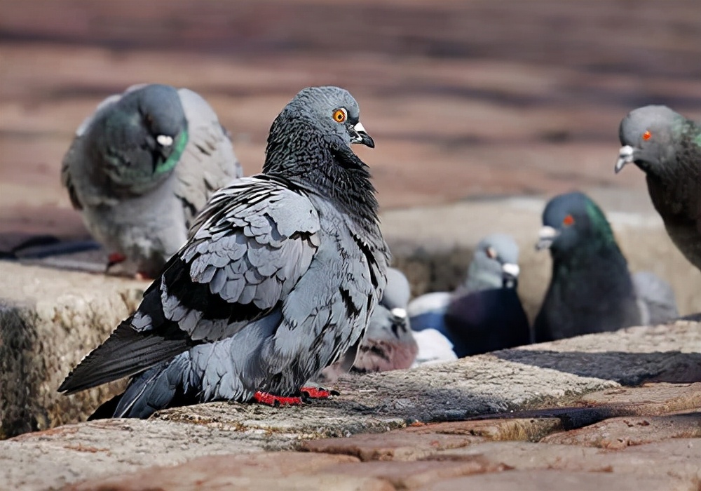 Cute pet care: how to treat a single eye cold in pigeons? - iNEWS