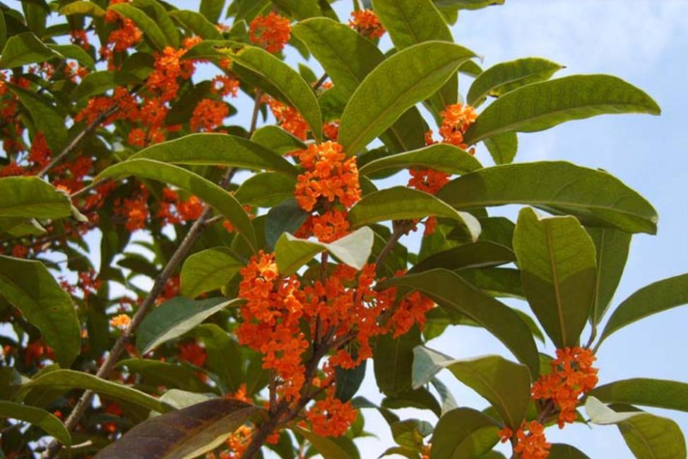 Jasmine is blooming, and osmanthus is blooming. What other brothers and ...