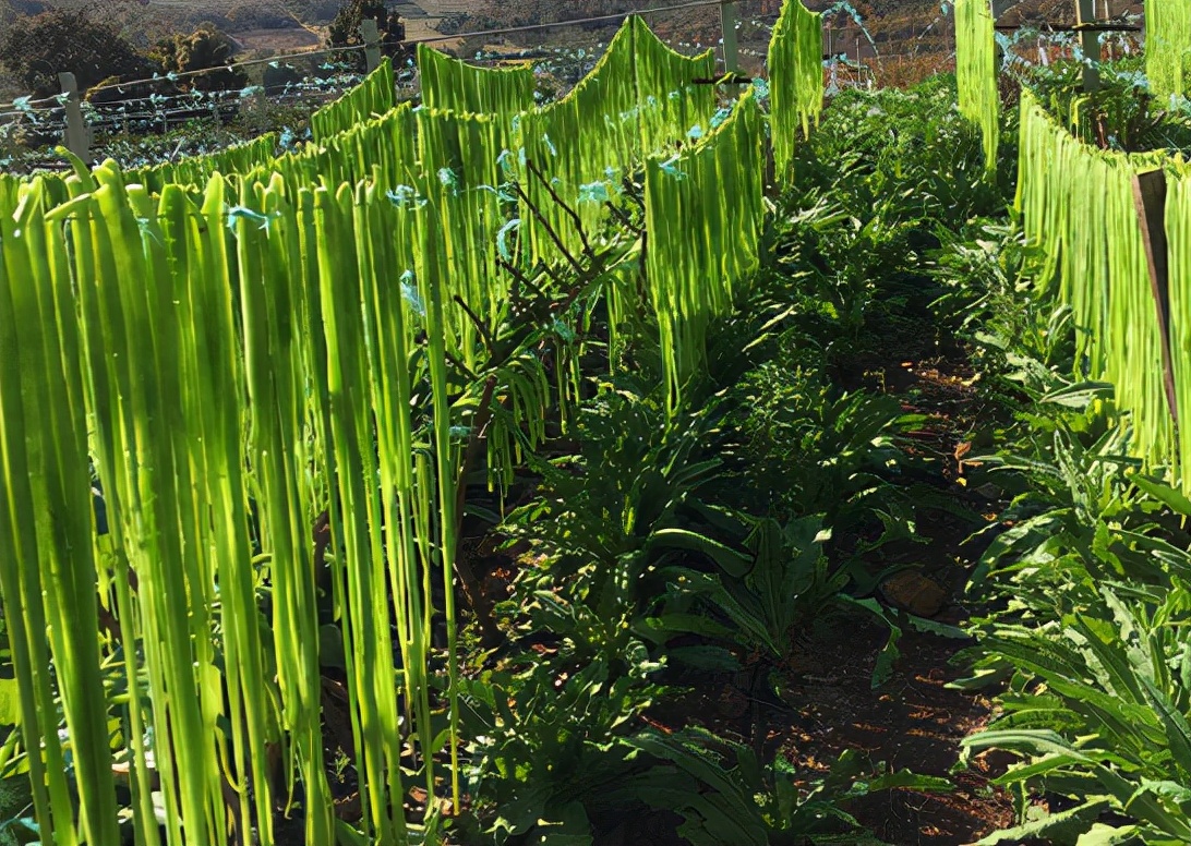 Tribute: It is often recognized as lettuce, and it is very valuable ...