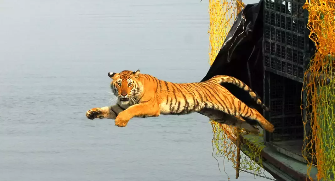 Why does the beast hurt the breeder? Cute bears are just an illusion ...