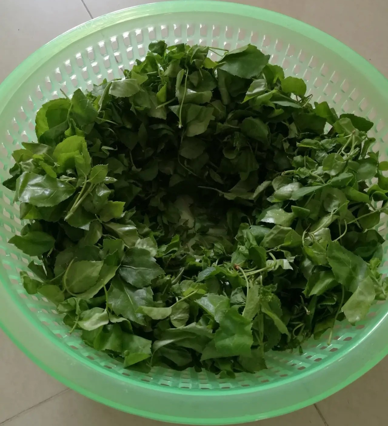 Hand-made Chaoshan bitter thorn tea-bok choy tea - iNEWS