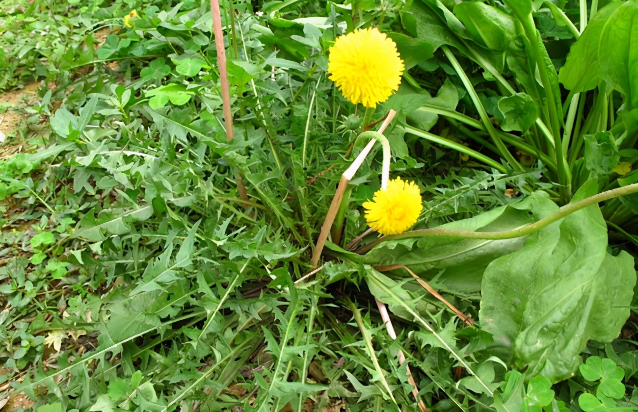 These 5 wild vegetables, known as "natural penicillin", are in season ...