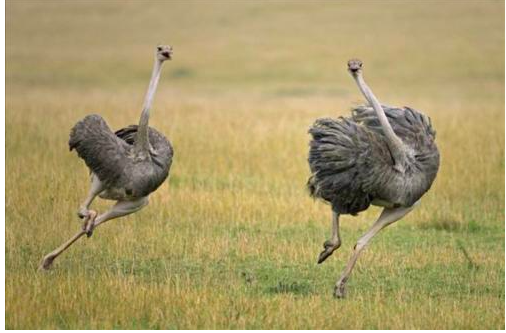 Killing lions, fighting leopards, ferocious ostriches will not bury ...