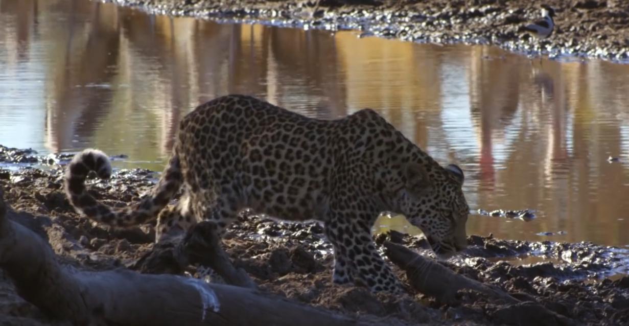 A cheetah claws a large catfish, drags it to the shore and kills a bite ...