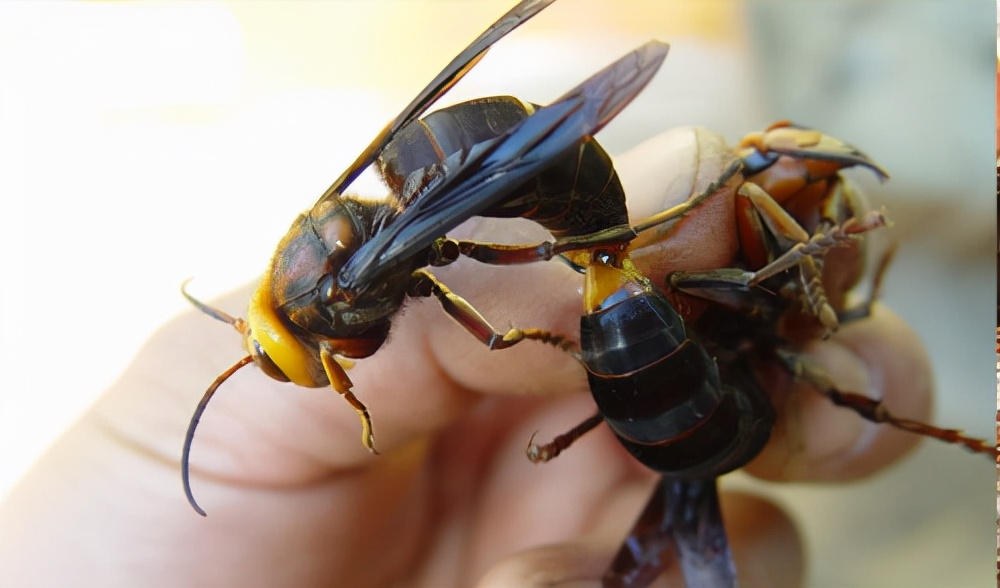 "Man-made monster" killer bee, how powerful is it?Even the U.S. has ...