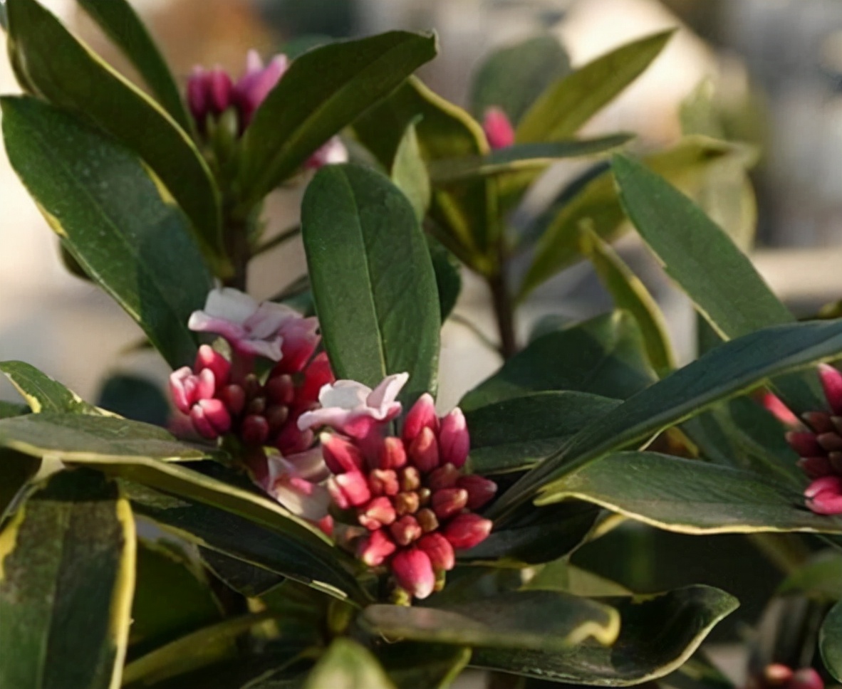 I bought Phnom Penh Ruixiang flowers online, and I want to stay alive ...