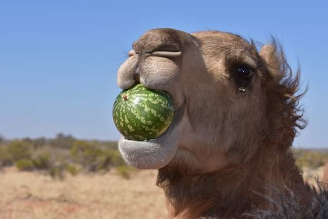 A red meat ball came out of the camel's mouth!What the hell is it, the ...