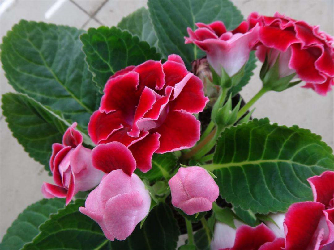 The beautiful and pleasant gloxinia blooms in midsummer, how to raise ...