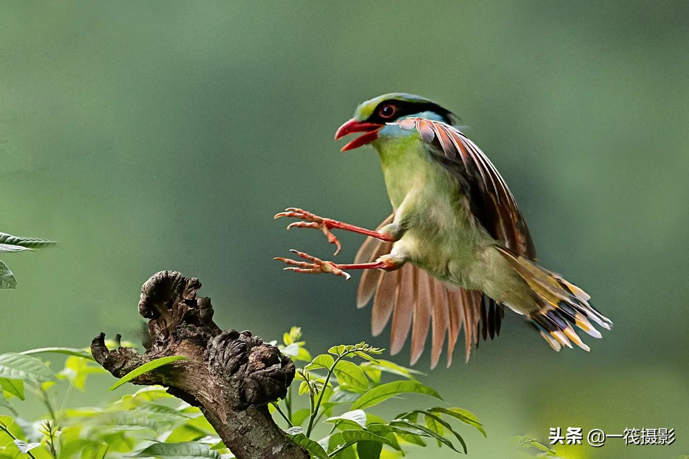 The star bird of Guangxi Nonggang-Indochinese green bird.Between ...
