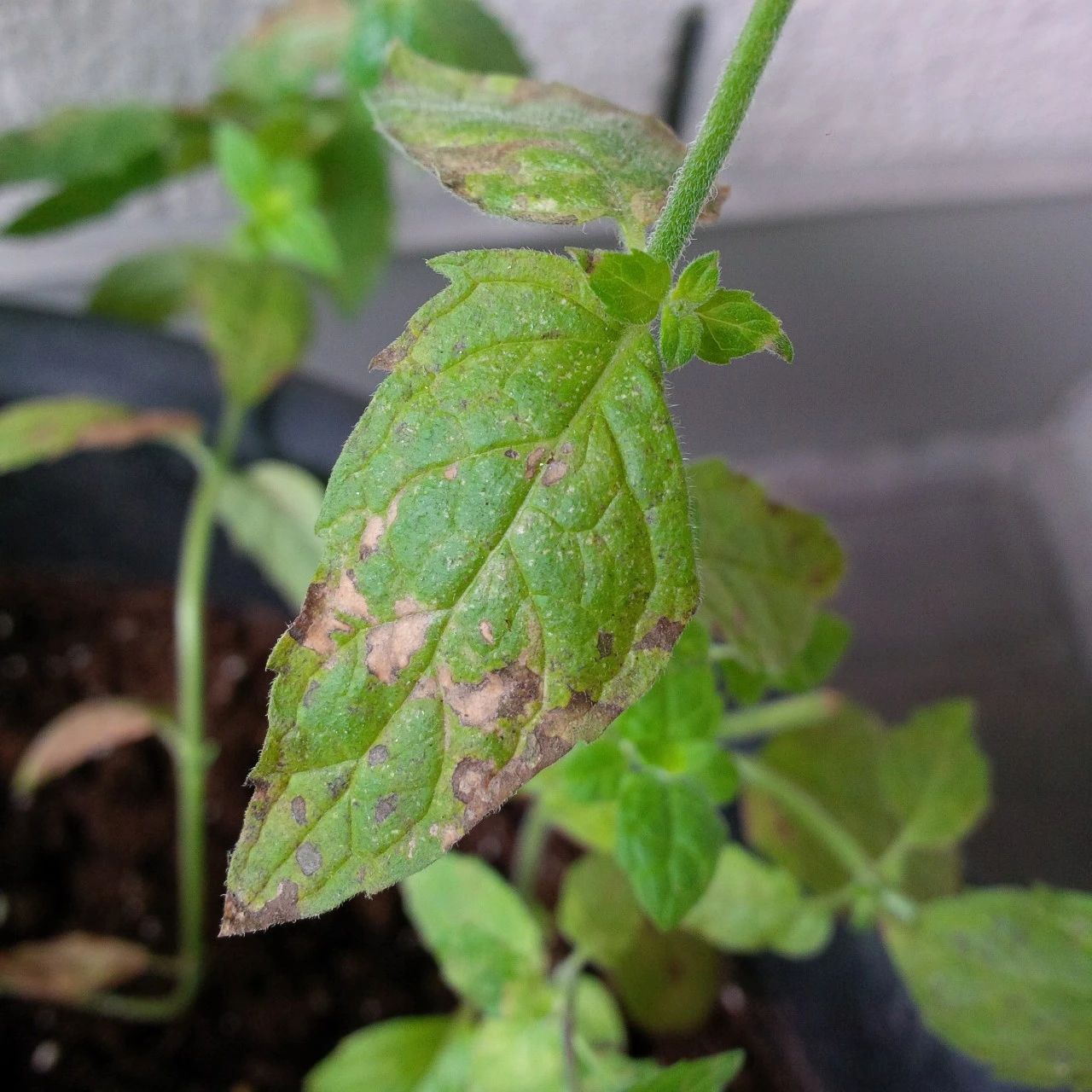 The potted mint leaves rot away inexplicably, the stems are black, and ...