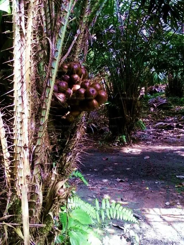 Snake skin fruit, one of the top 10 exotic fruits, have you seen it ...
