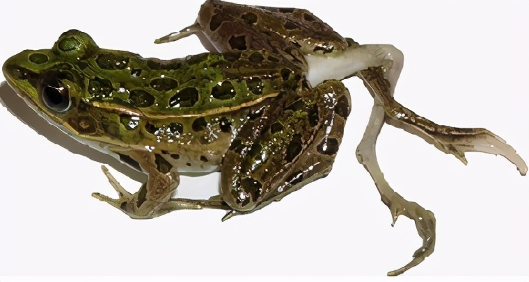 One of the parasite series: Why do frogs grow so many legs? - iNEWS