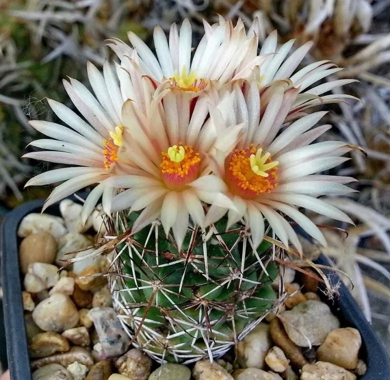 仙人掌科頂花球屬（Coryphantha） - 頭條匯