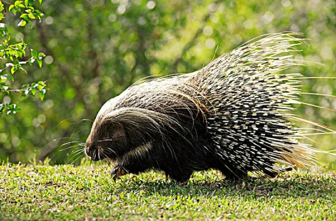 If a snake swallows a hedgehog or a porcupine, will it pierce its belly ...