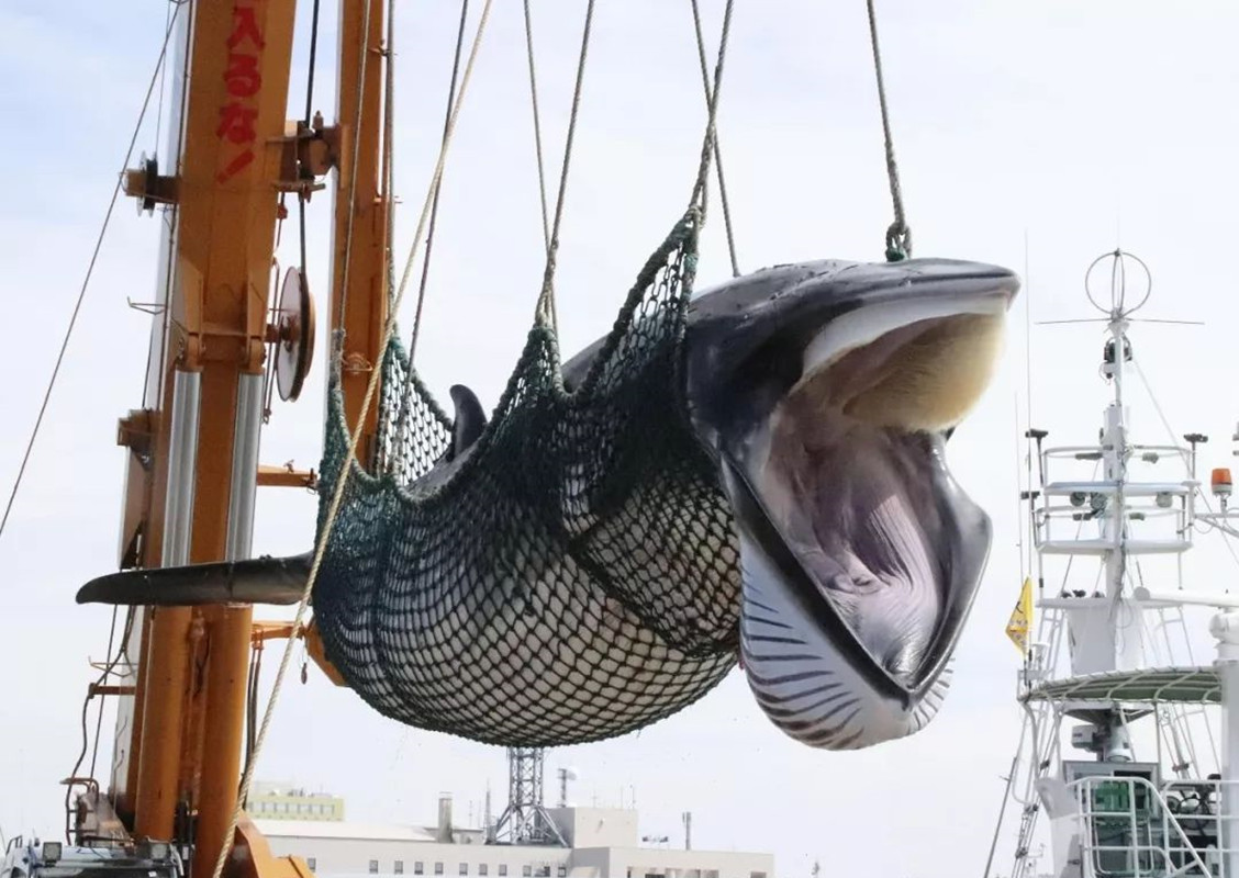 The "most arrogant animal" in the world has teeth more expensive than ...