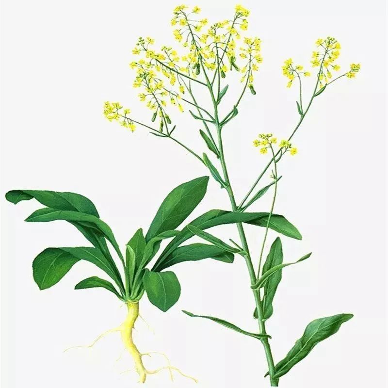 Can you eat the essential medicine "Banlangen" at home?Many people don ...